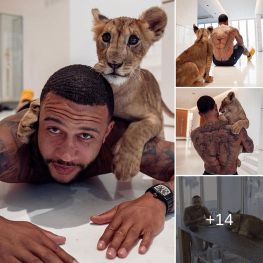 LION KING: Memphis Depay plays and poses with the Liger despite the warnings about ex-Man Utd ...